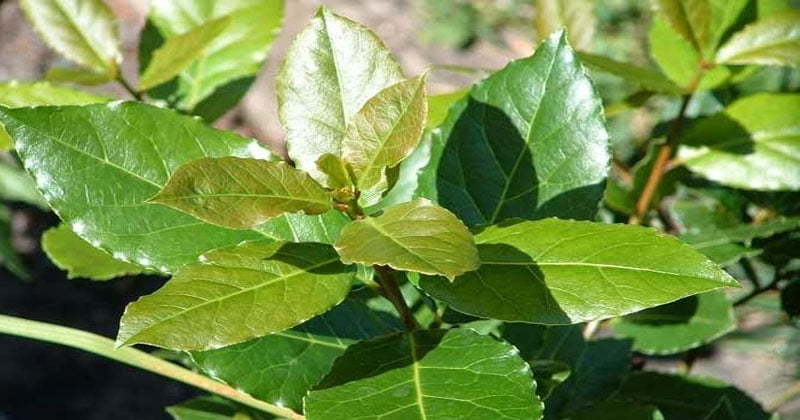 Aprenda como acabar pra sempre com a caspa de maneira natural Aprenda como acabar pra sempre com a caspa de maneira natural