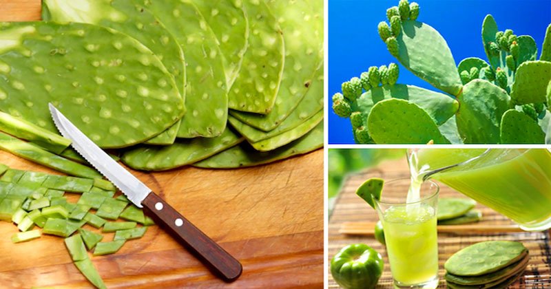 Conheça as maravilhosas propriedades de cura do Nopal