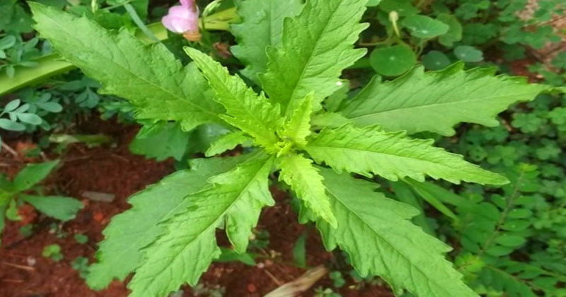 Conheça os benefícios e aprenda como usar a mastruz ou erva-de-santa-maria