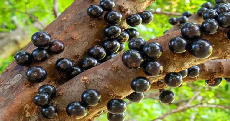 jabuticaba-beneficios-saude - Site do Bem