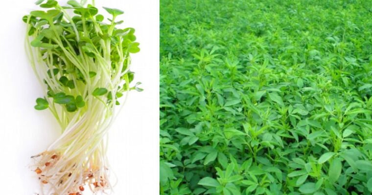 Conheça-os-benefícios-medicinais-da-alfafa - Site do Bem