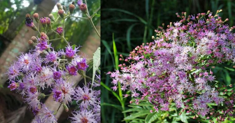 Conheça o assa-peixe-roxo: propriedades medicinais e usos surpreendentes